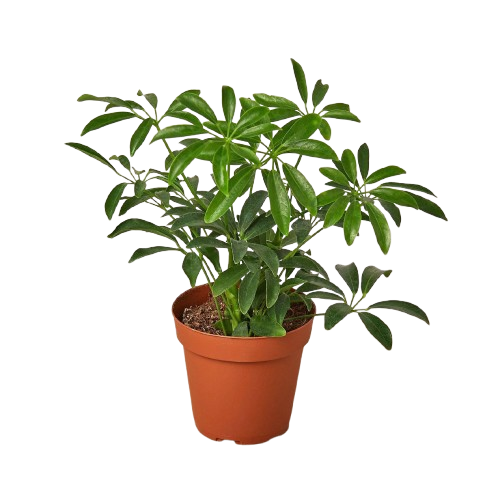 Schefflera Plant - Garden Mart