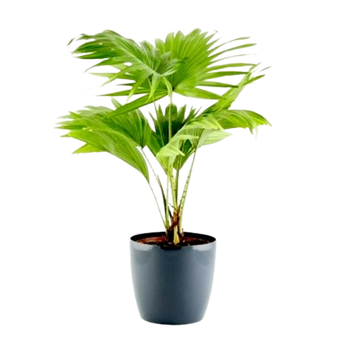 Table palm - Garden Mart